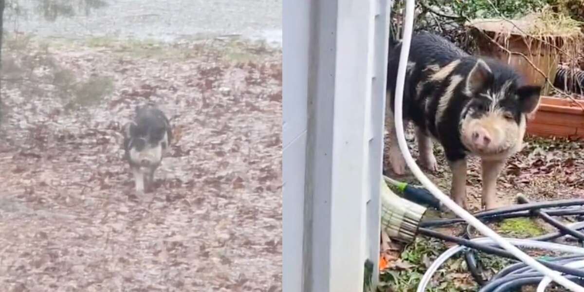 Family Looks Out Window One Day And Sees Pig In Their Yard - The Dodo