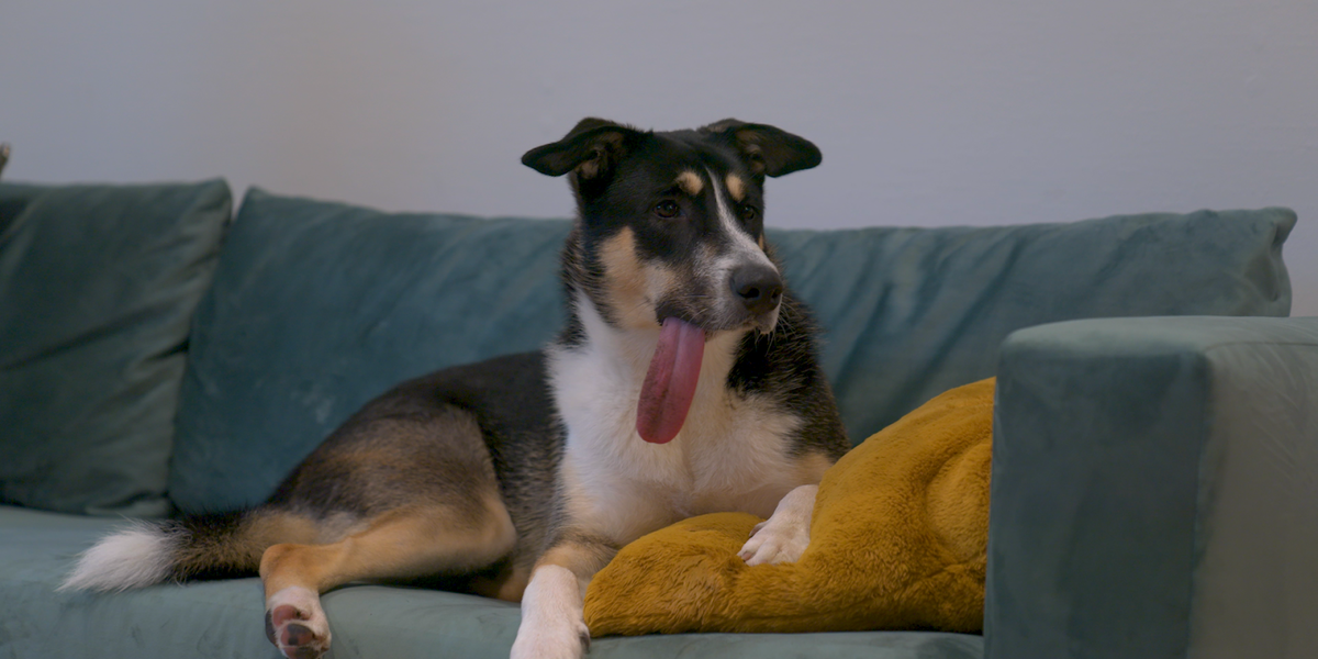 Happy Rescue Puppy Has An Extra-Special Smile - Videos - The Dodo