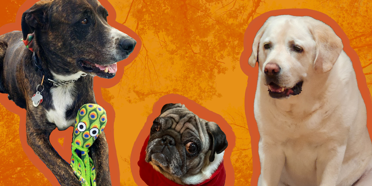 Meet Three Dogs Thriving While Living With Osteoarthritis - DodoWell ...