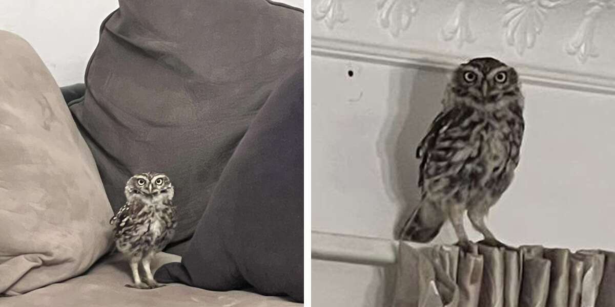 Guy Suddenly Starts Getting Nightly Visits From A Curious Little Owl ...