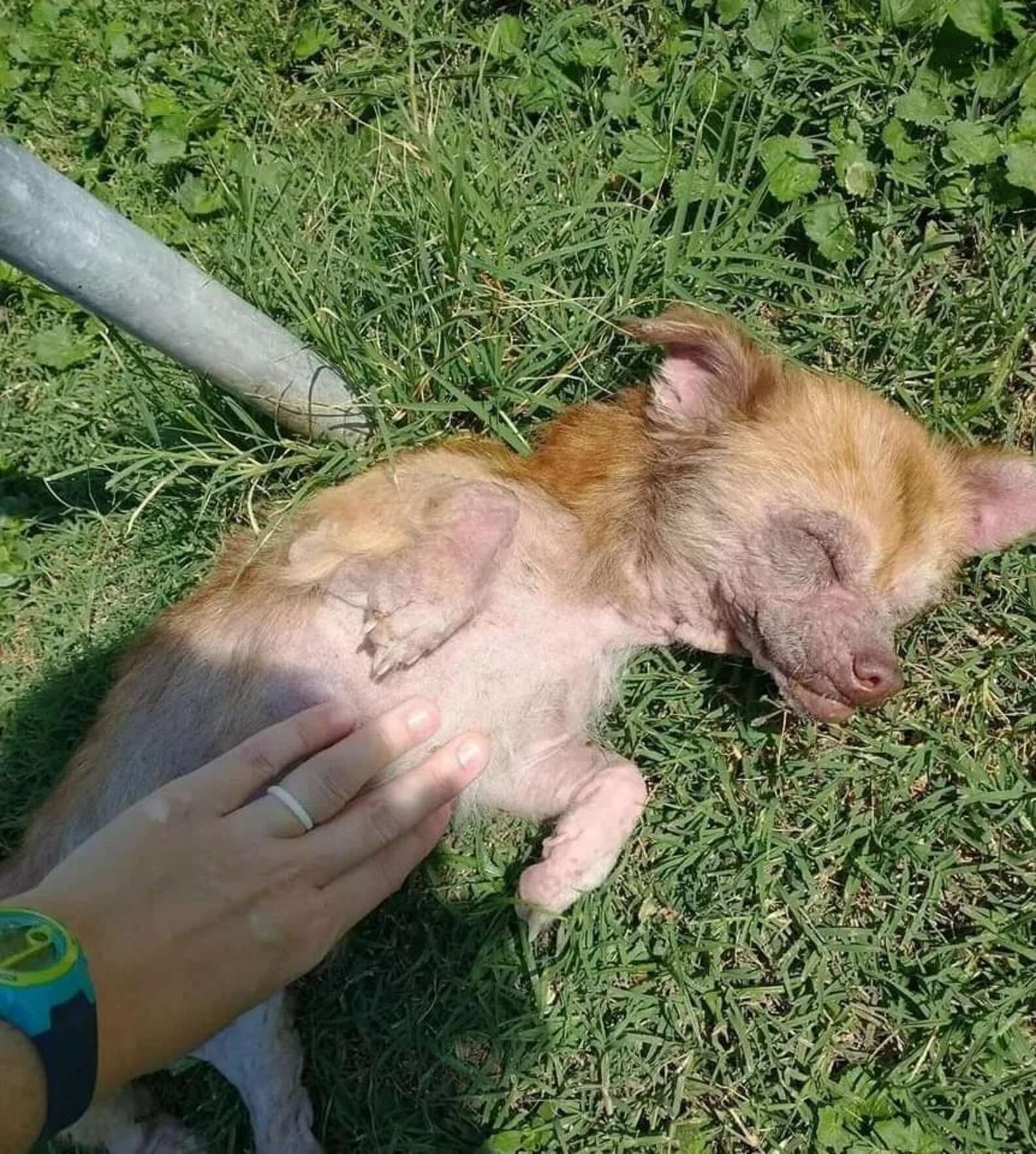 Stray Dog Found Eating Garbage Completely Transforms - The Dodo
