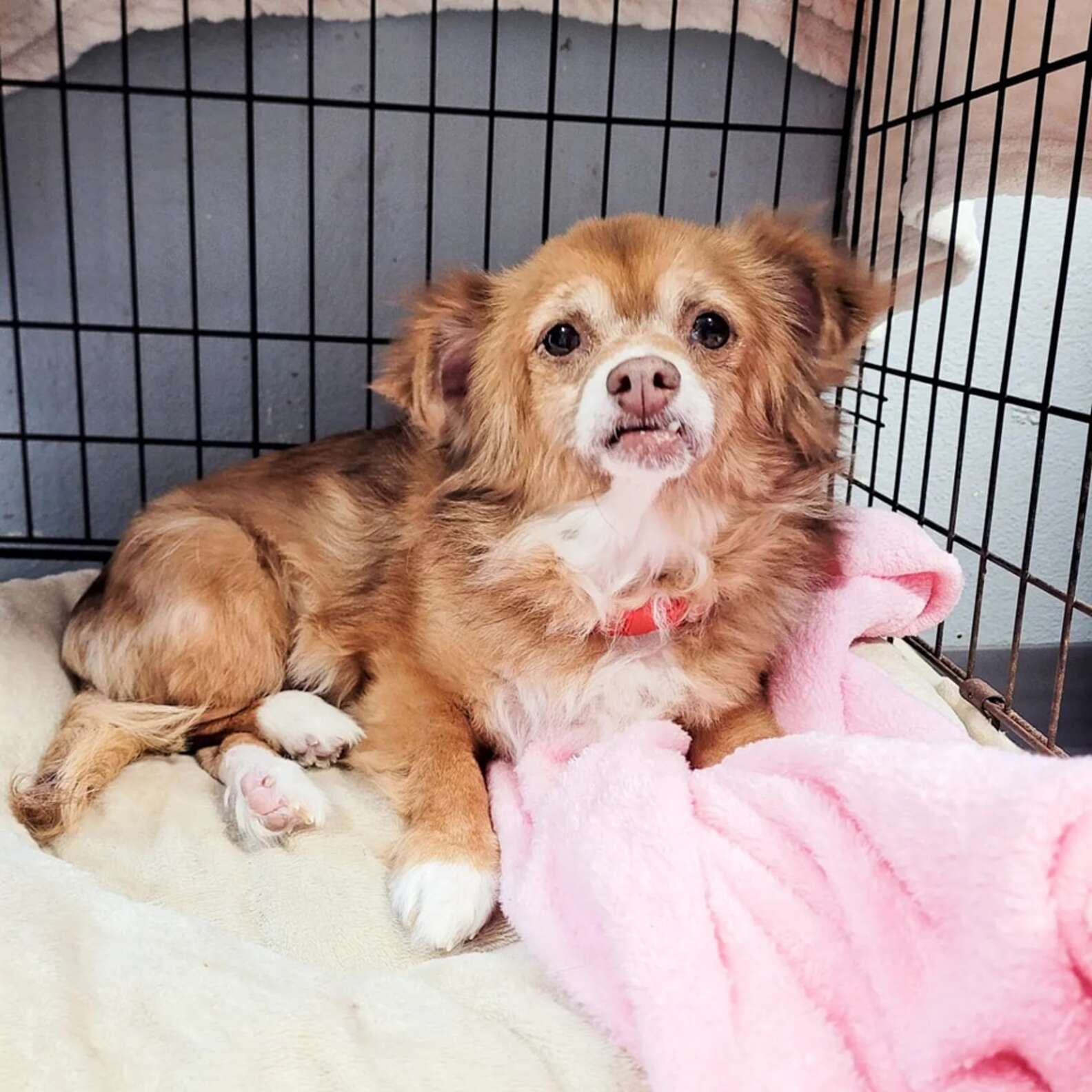 Stray Dog Found Eating Garbage Completely Transforms - The Dodo