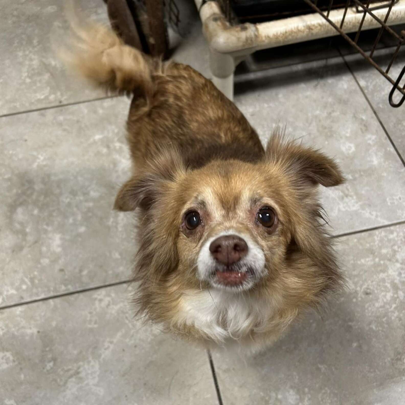 Stray Dog Found Eating Garbage Completely Transforms - The Dodo