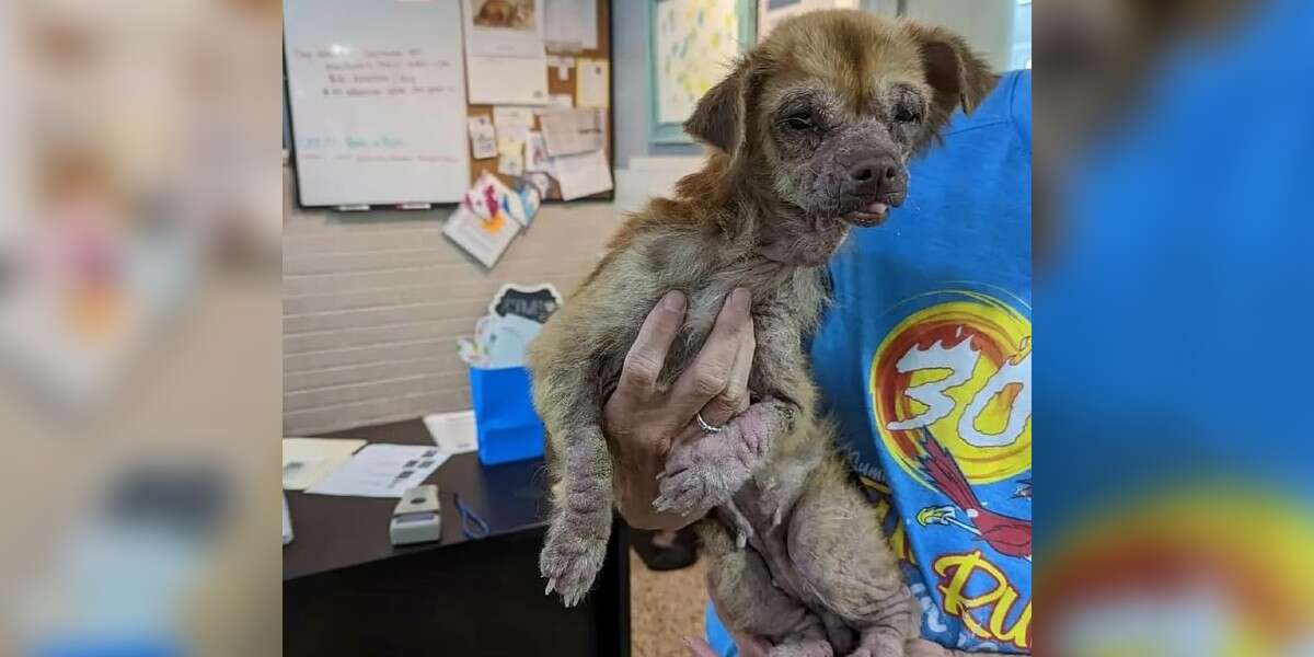 Stray Dog Found Eating Garbage Completely Transforms - The Dodo