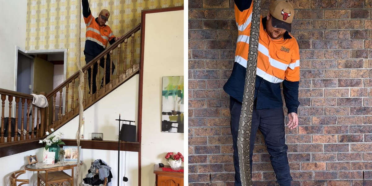 Discovery Of Massive Snake Skin In Attic Leads To A Jaw-Dropping Find ...
