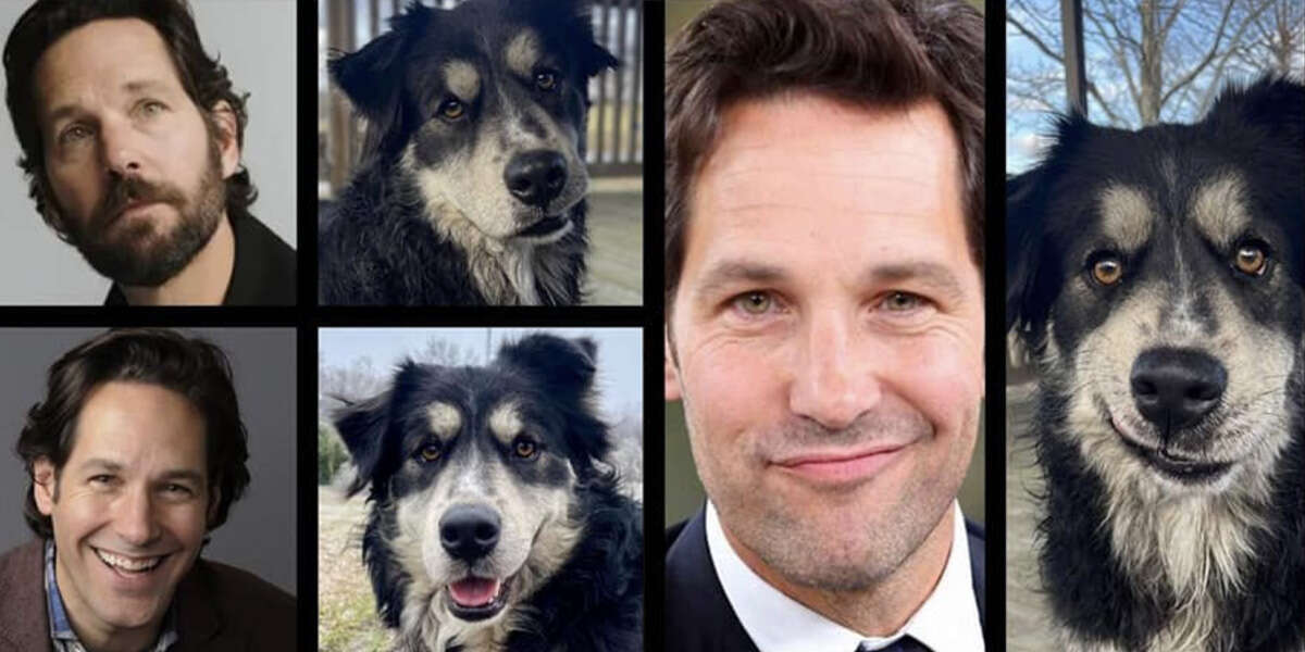 Animal Shelter Staff Notice Dog’s Uncanny Resemblance To Actor Paul ...