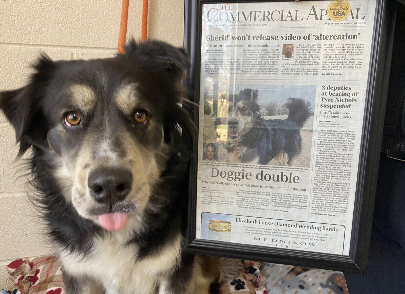 Animal Shelter Staff Notice Dog’s Uncanny Resemblance To Actor Paul ...