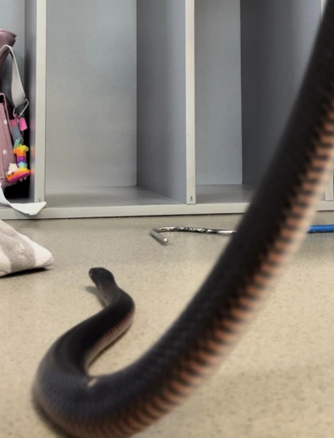 Teacher Discovers Someone Deadly Lurking Behind Child's Backpack - The Dodo