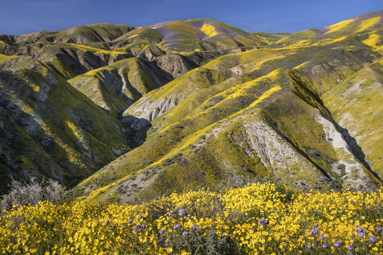 Superbloom California 2024: Where to See Wildflowers in California & LA ...