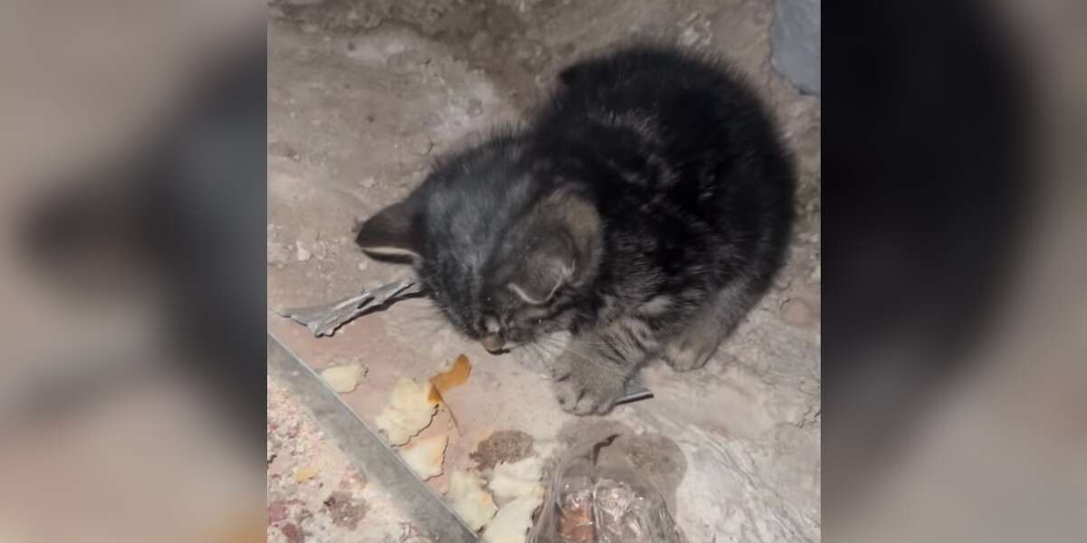 Frozen Kitten On Construction Site Was Waiting For Someone To Help Her ...