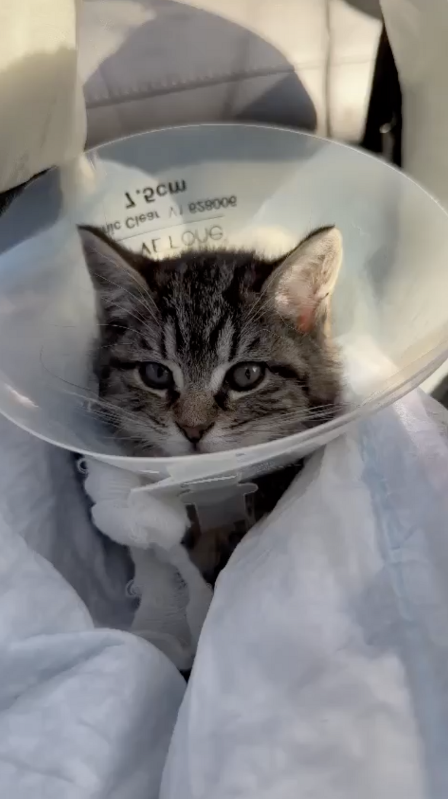Frozen Kitten On Construction Site Was Waiting For Someone To Help Her ...