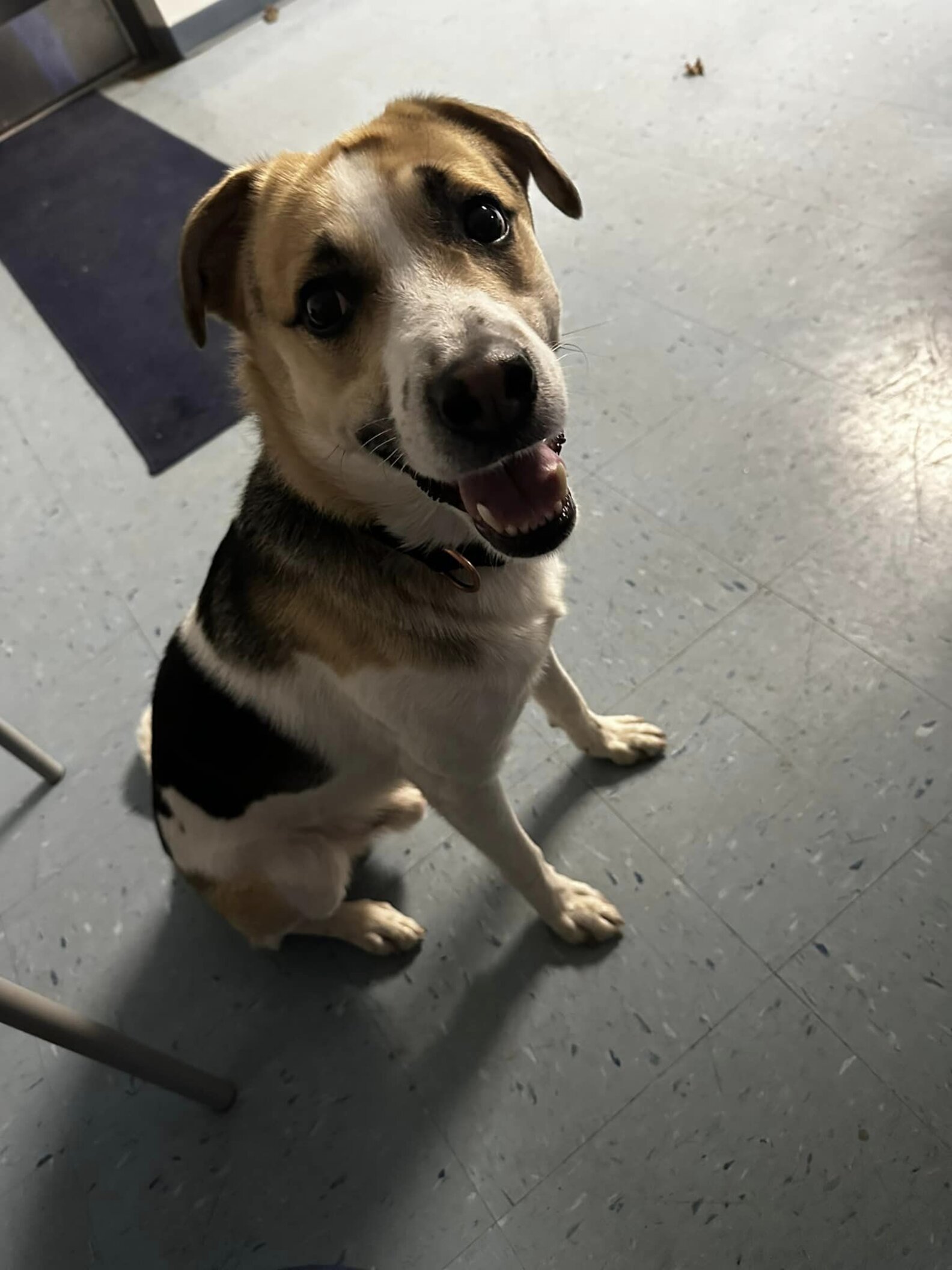 People Find Dog With Note On Collar And It Leads To Emotional Reunion ...