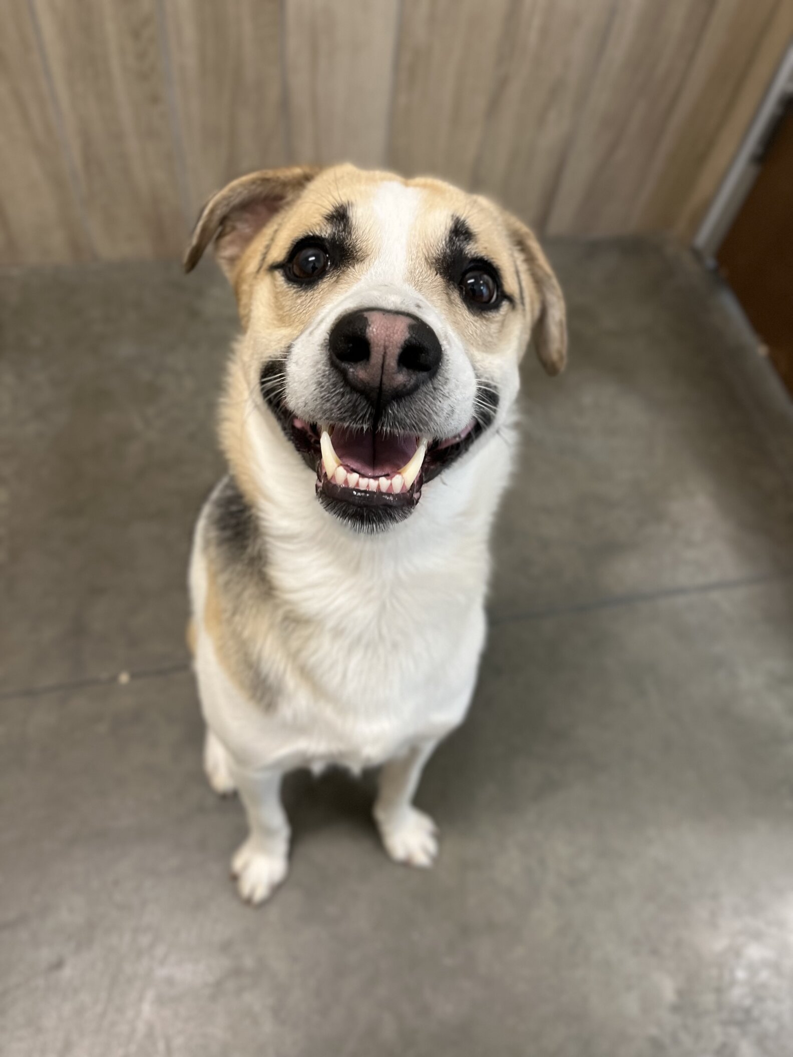 People Find Dog With Note On Collar And It Leads To Emotional Reunion ...