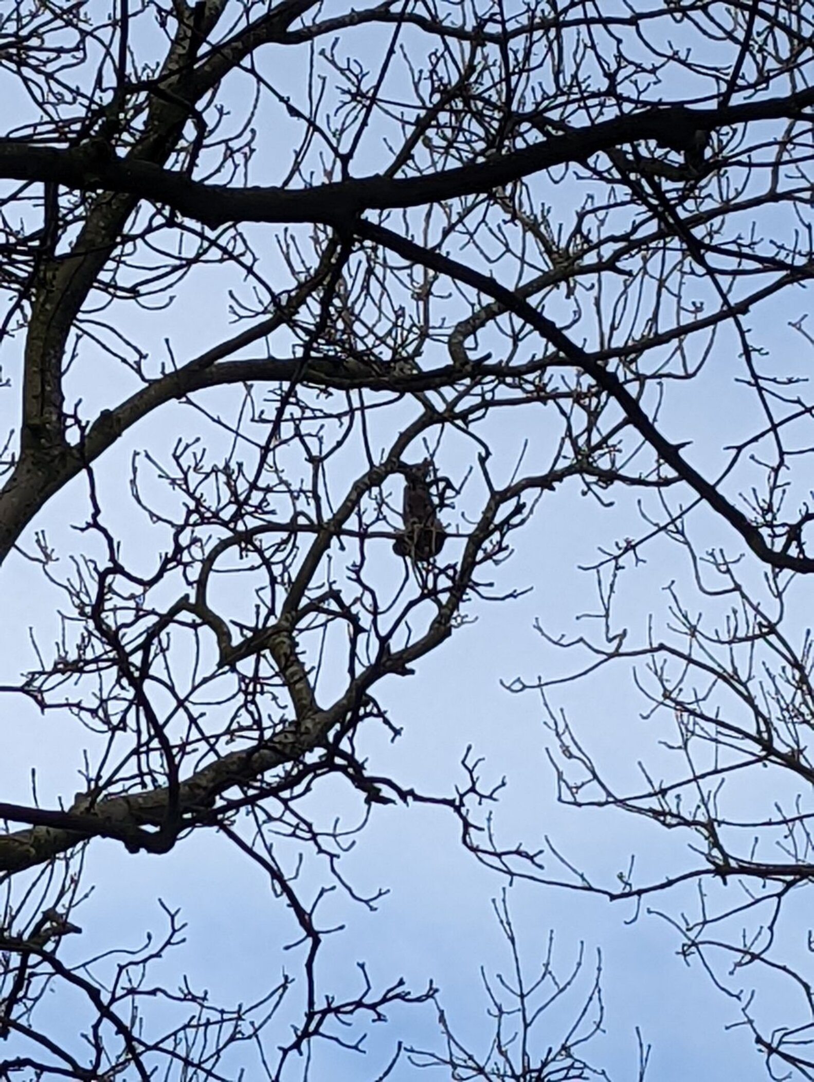 Neighbors Shocked When They Realize Someone Is Hiding Way Up In Tree ...