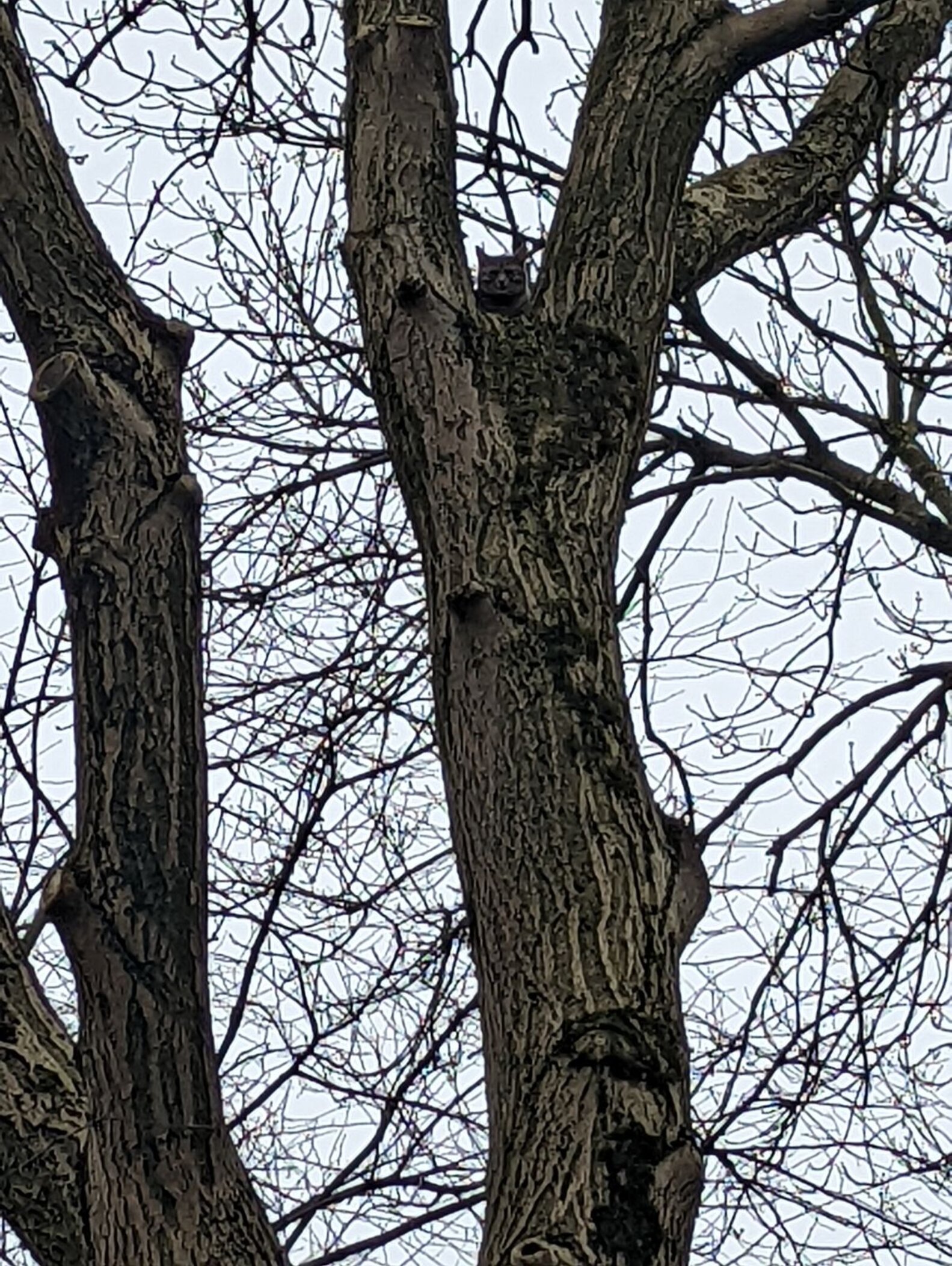 Neighbors Shocked When They Realize Someone Is Hiding Way Up In Tree ...