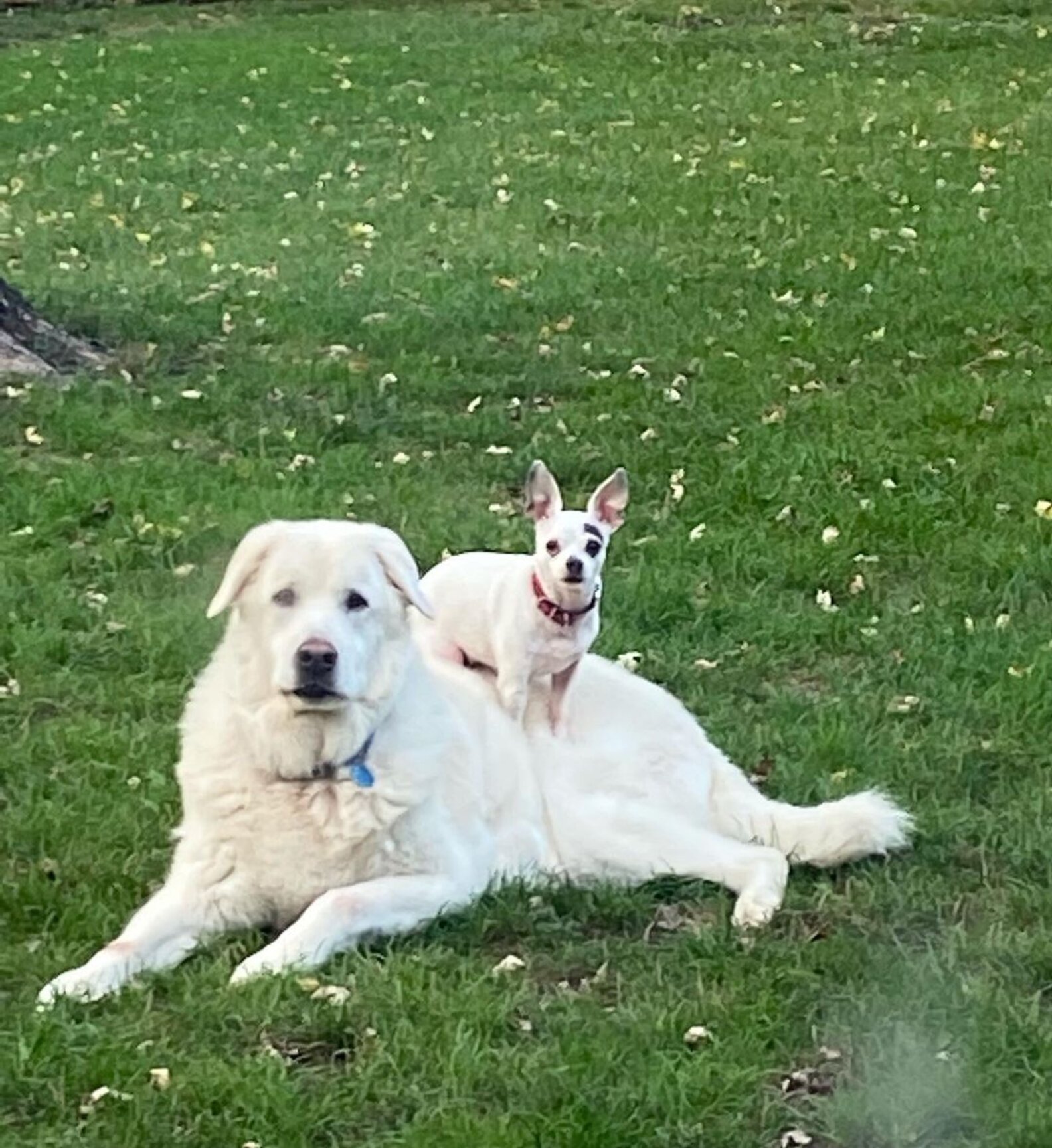 Tiny Dog Grieving Loss Of Best Friend Snuggles Up To Toy That Looks ...