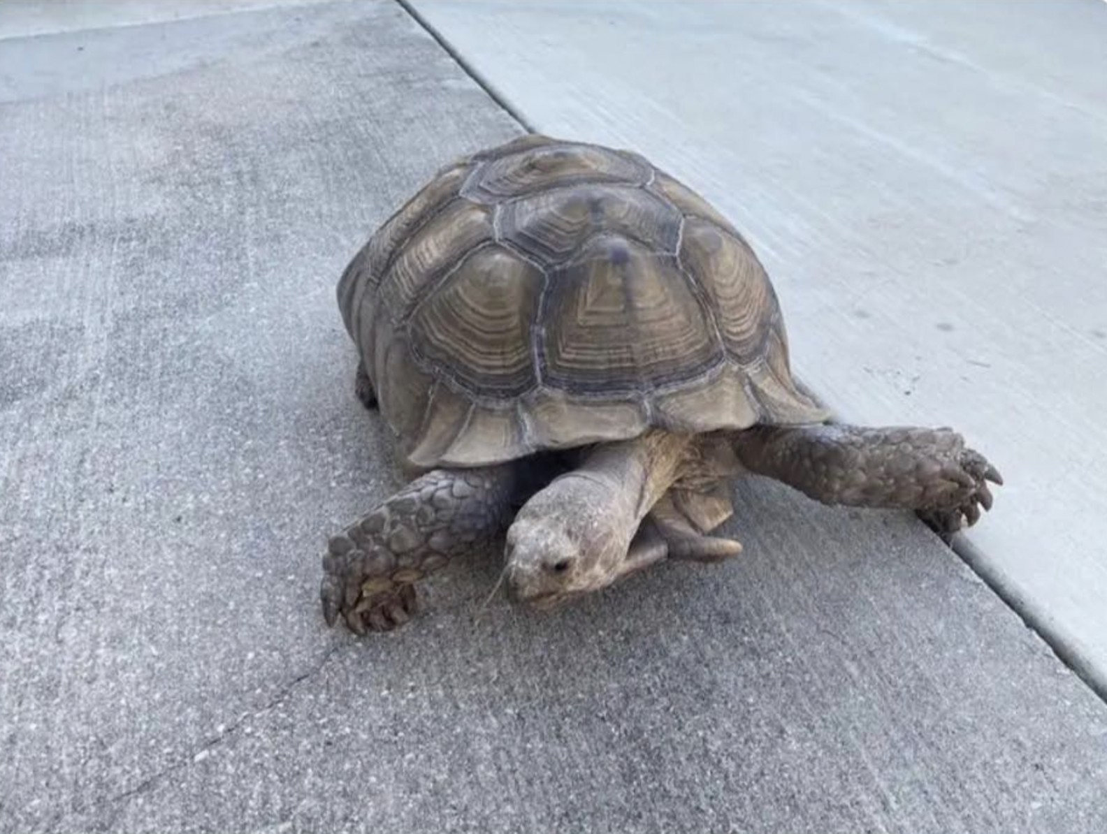 Runaway Tortoise Leads Cop On ‘Slowest Foot Pursuit Ever’ - The Dodo