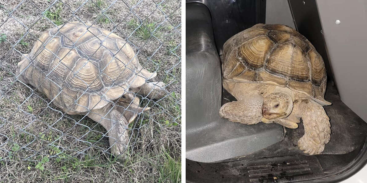Runaway Tortoise Leads Cop On ‘Slowest Foot Pursuit Ever’ - The Dodo