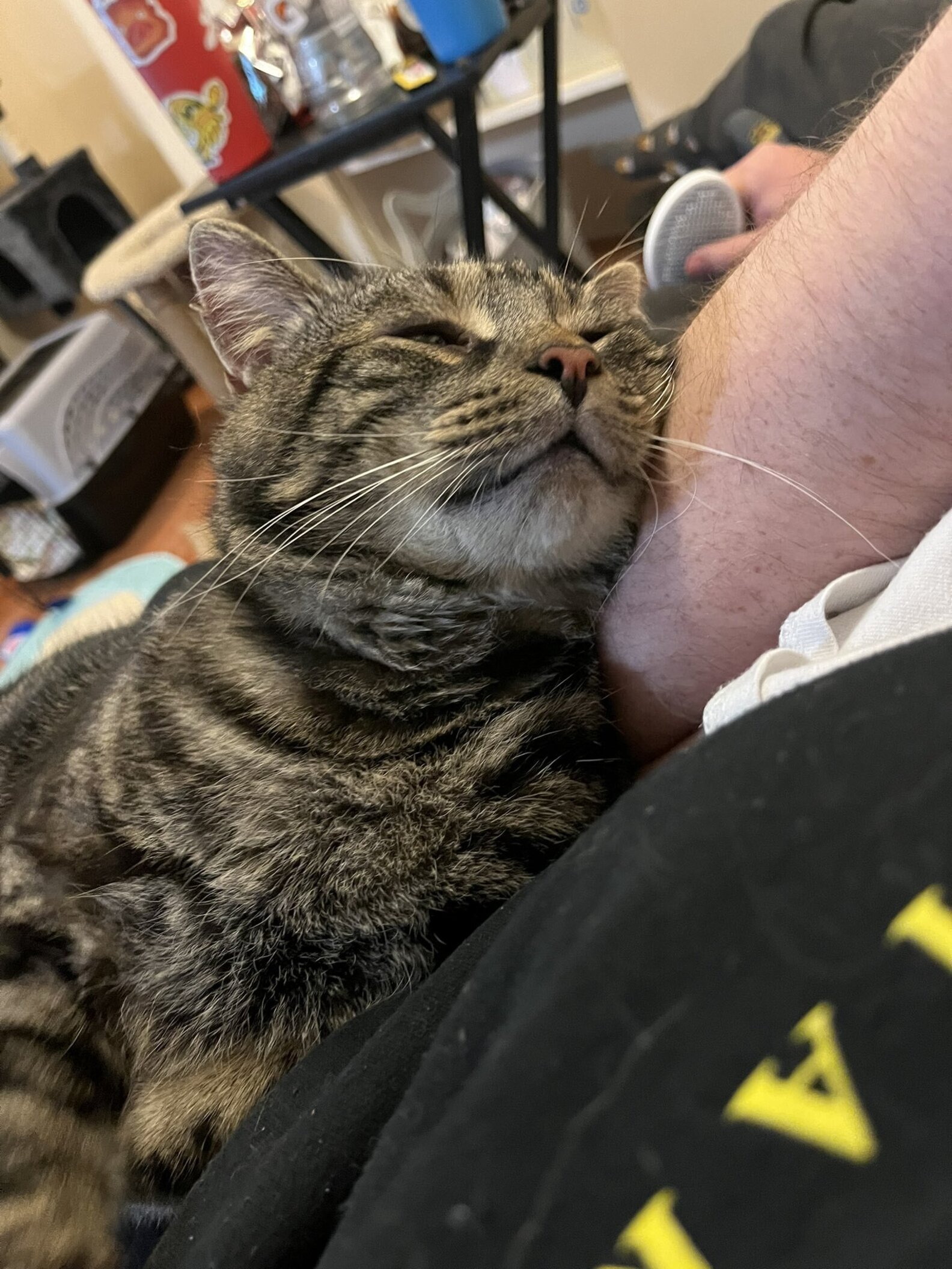 'Sad And Depressed' Shelter Cat Is Unrecognizable In His New Home - The ...