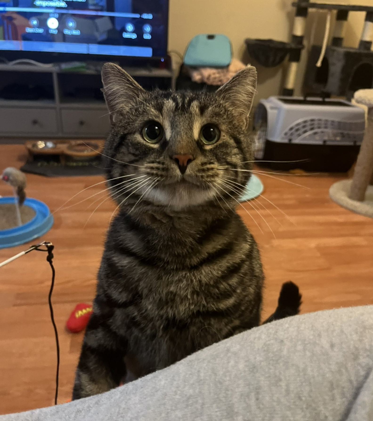 'Sad And Depressed' Shelter Cat Is Unrecognizable In His New Home - The ...