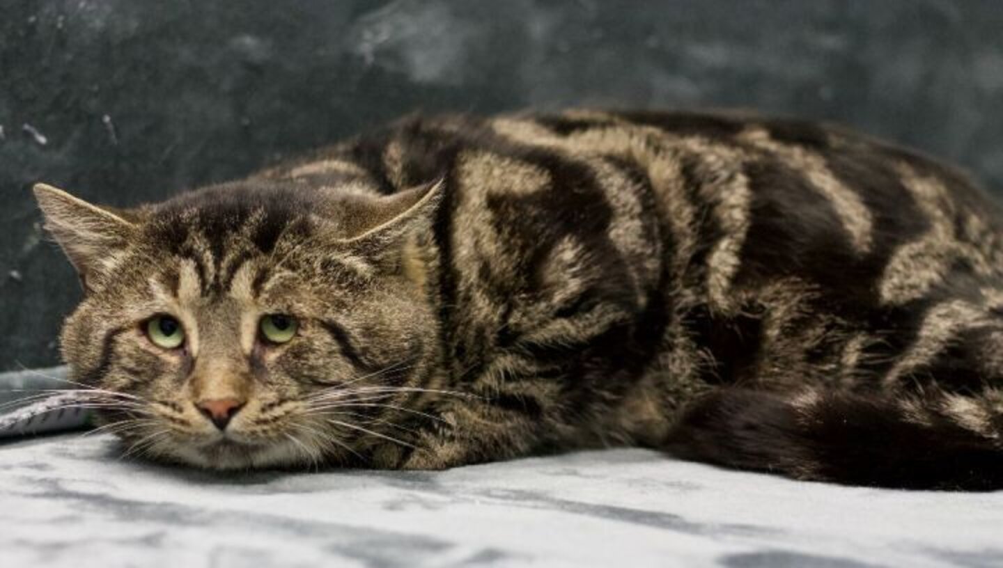 'Sad And Depressed' Shelter Cat Is Unrecognizable In His New Home - The ...