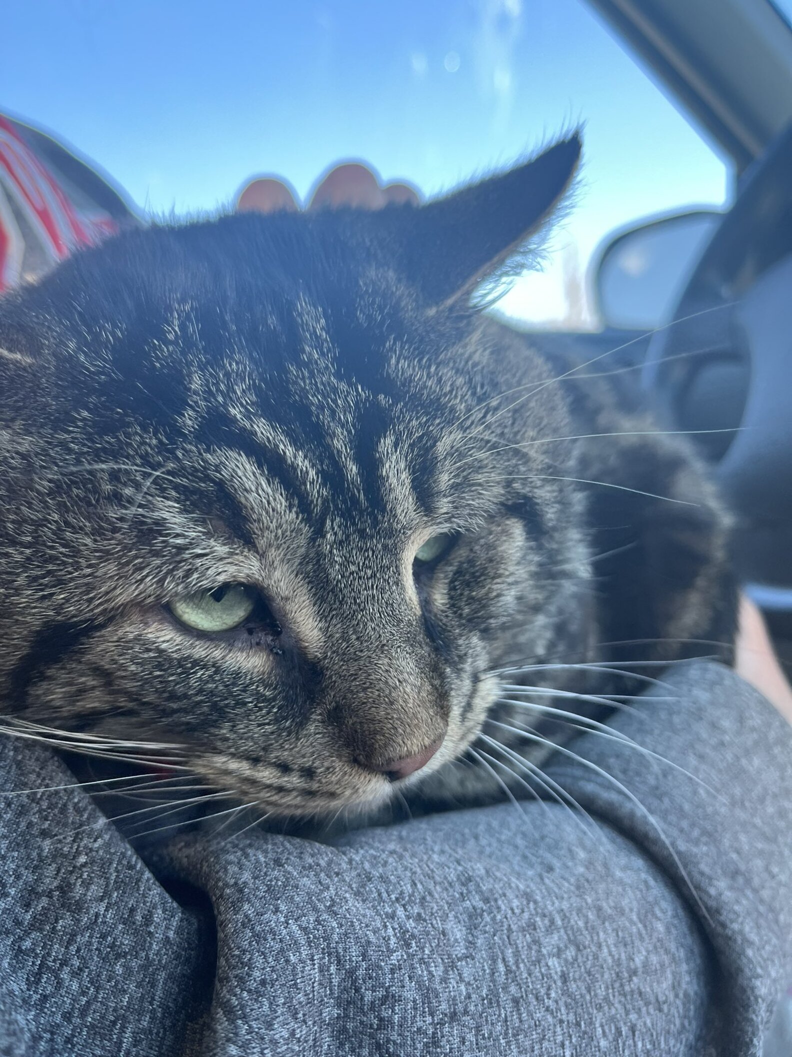 'Sad And Depressed' Shelter Cat Is Unrecognizable In His New Home - The ...