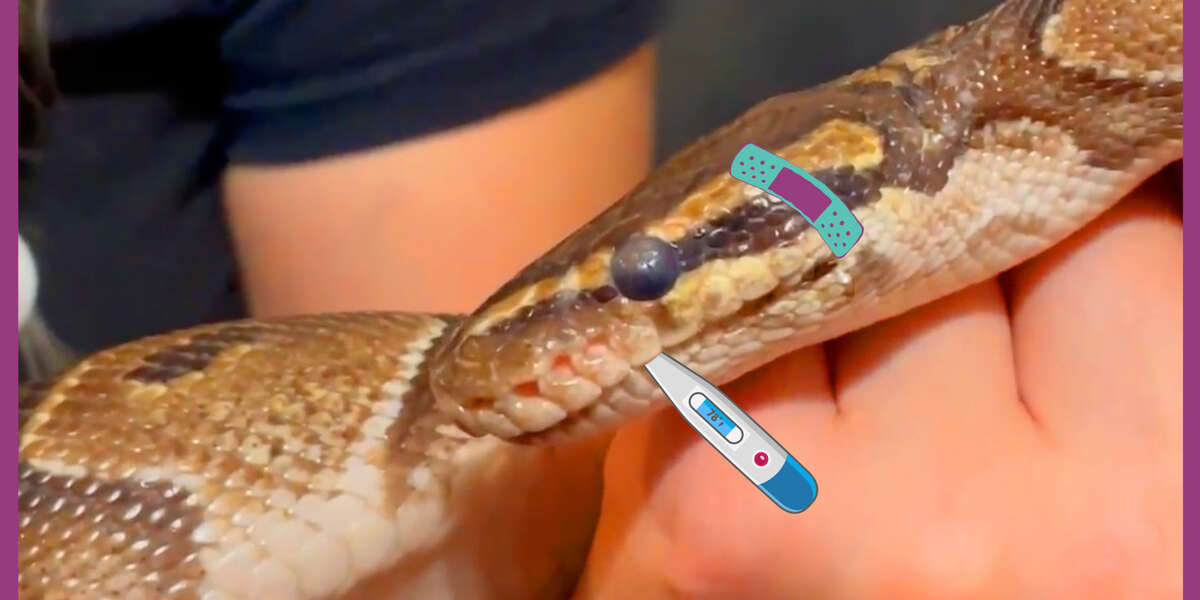 Sick Python Needs A Special Bubble Bath - Videos - The Dodo