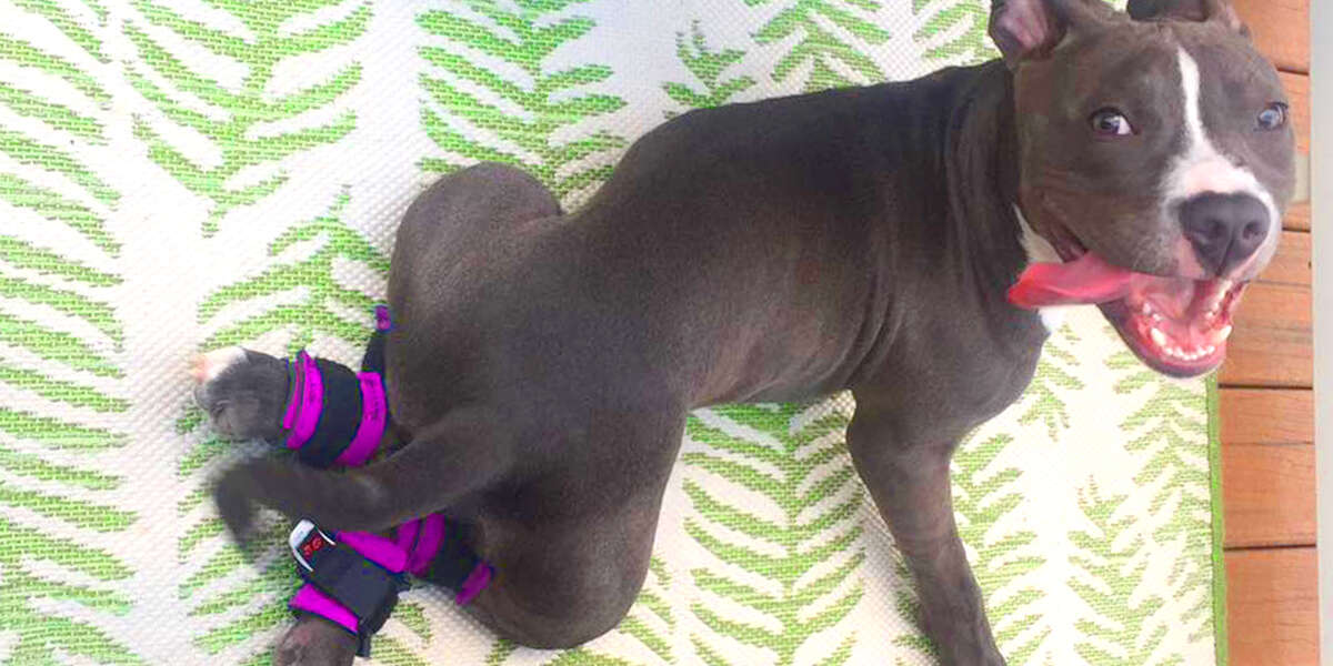 Pup With Special Legs Finds A Way To Run - Videos - The Dodo