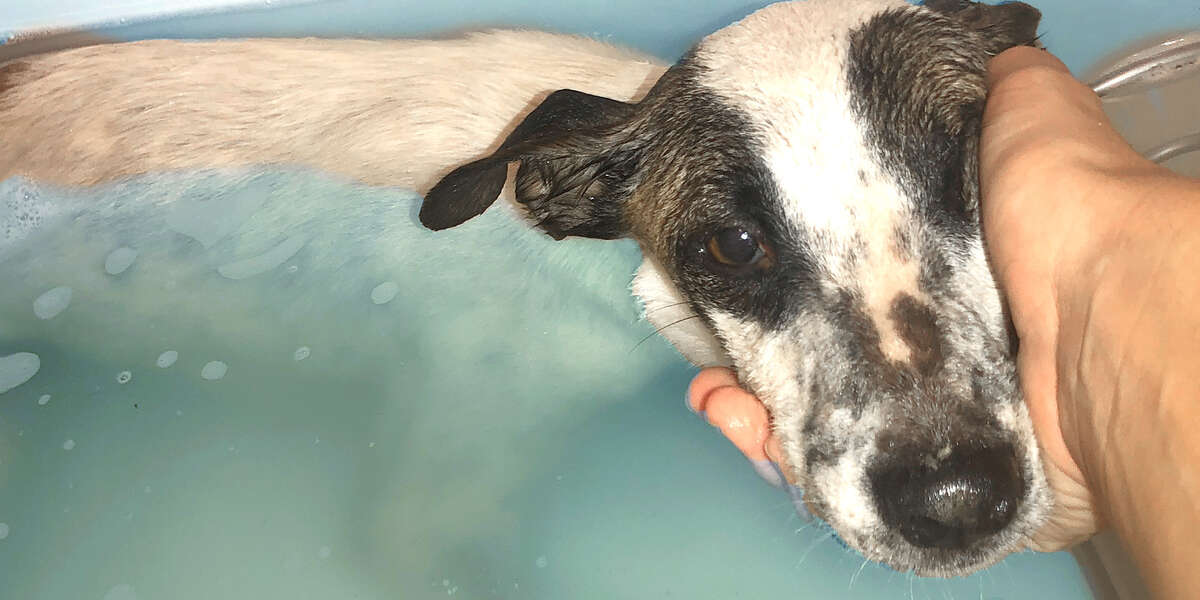 What’s Making This Puppy Sick? - Videos - The Dodo