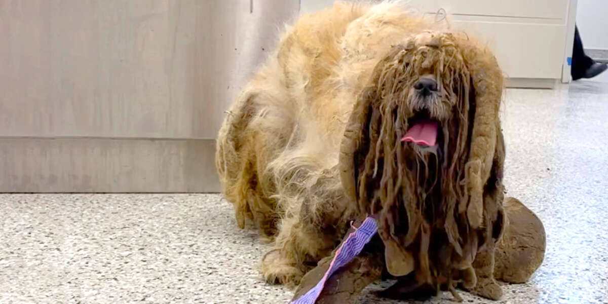 Dog With WAY Too Much Fur Gets The Biggest Haircut EVER! - Videos - The ...