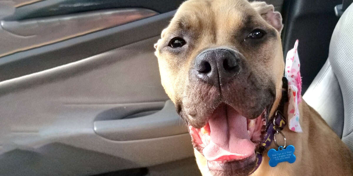 Chilly Puppy Needs A Cozy Home and Lots of Food - Videos - The Dodo