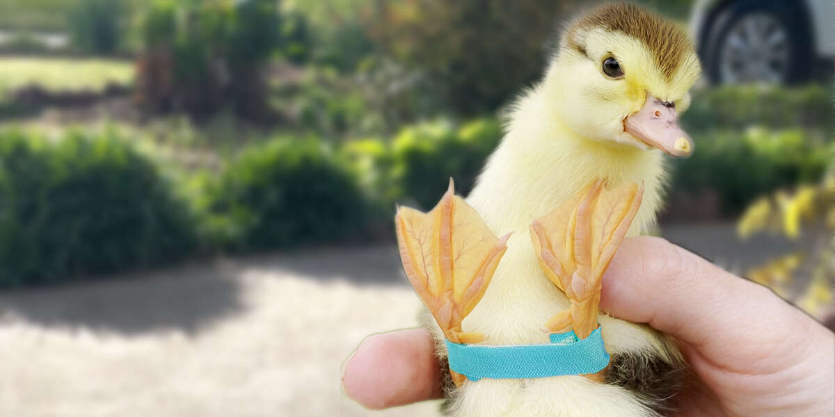 Little Duck With Crooked Legs Needs Our Help! - Videos - The Dodo