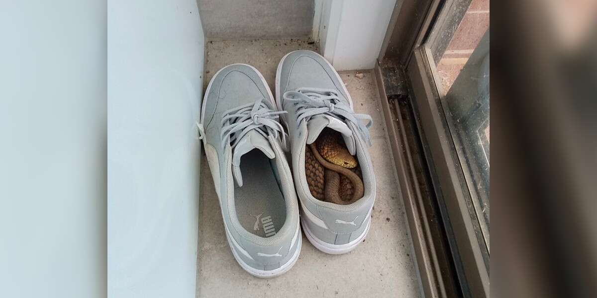 Rescuer Finds Snake Coiled Inside Shoe and Is Surprised By How Big He ...