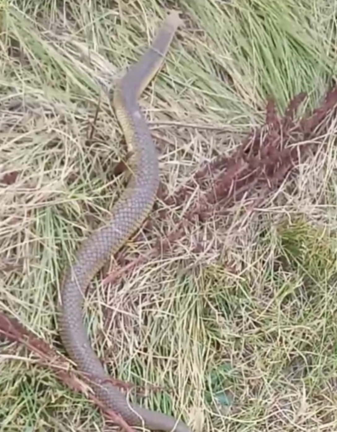 Rescuer Finds Snake Coiled Inside Shoe and Is Surprised By How Big He ...