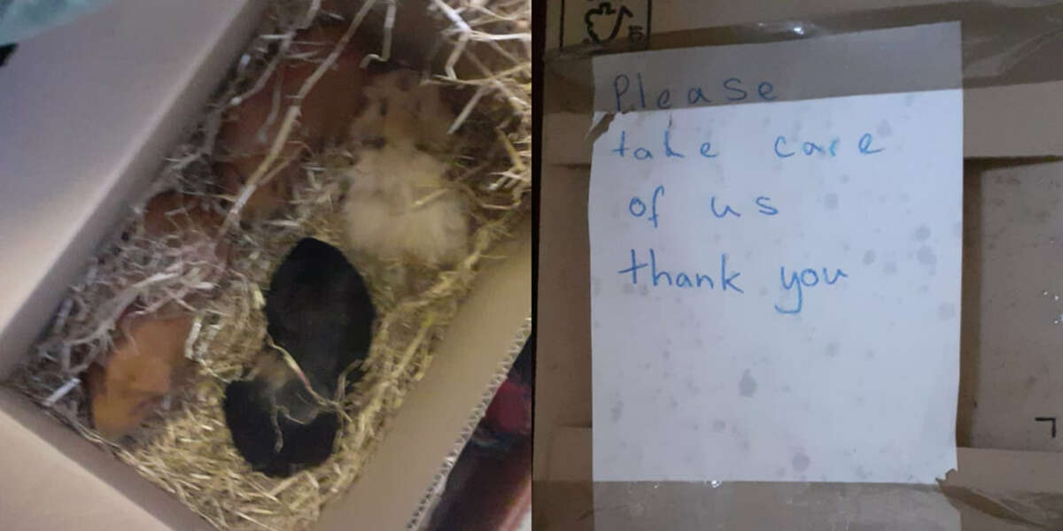 Box Dumped Outside Farm Sanctuary Has Unlikely Animals Inside - The Dodo
