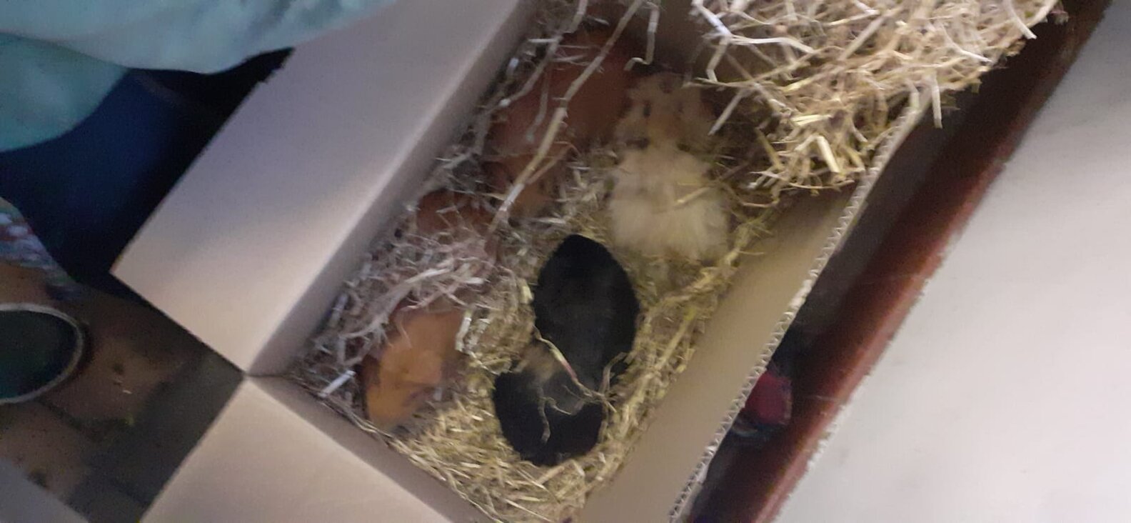 Box Dumped Outside Farm Sanctuary Has Unlikely Animals Inside - The Dodo