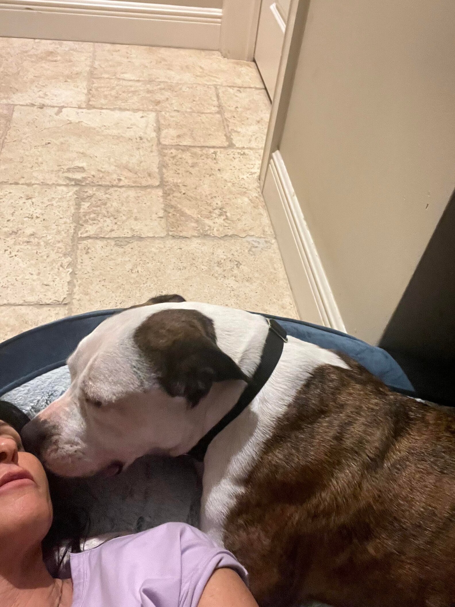 Heartbroken Shelter Dog Is Near Tears While Waiting For A Forever Home ...