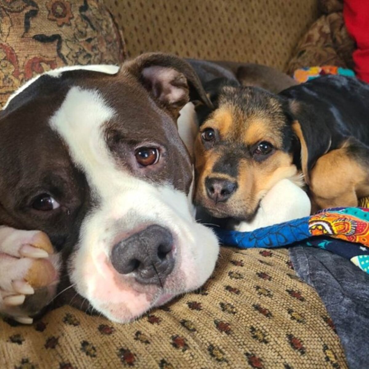 Big-Hearted Dog Has Special Knack For Comforting Scared Foster Puppies ...