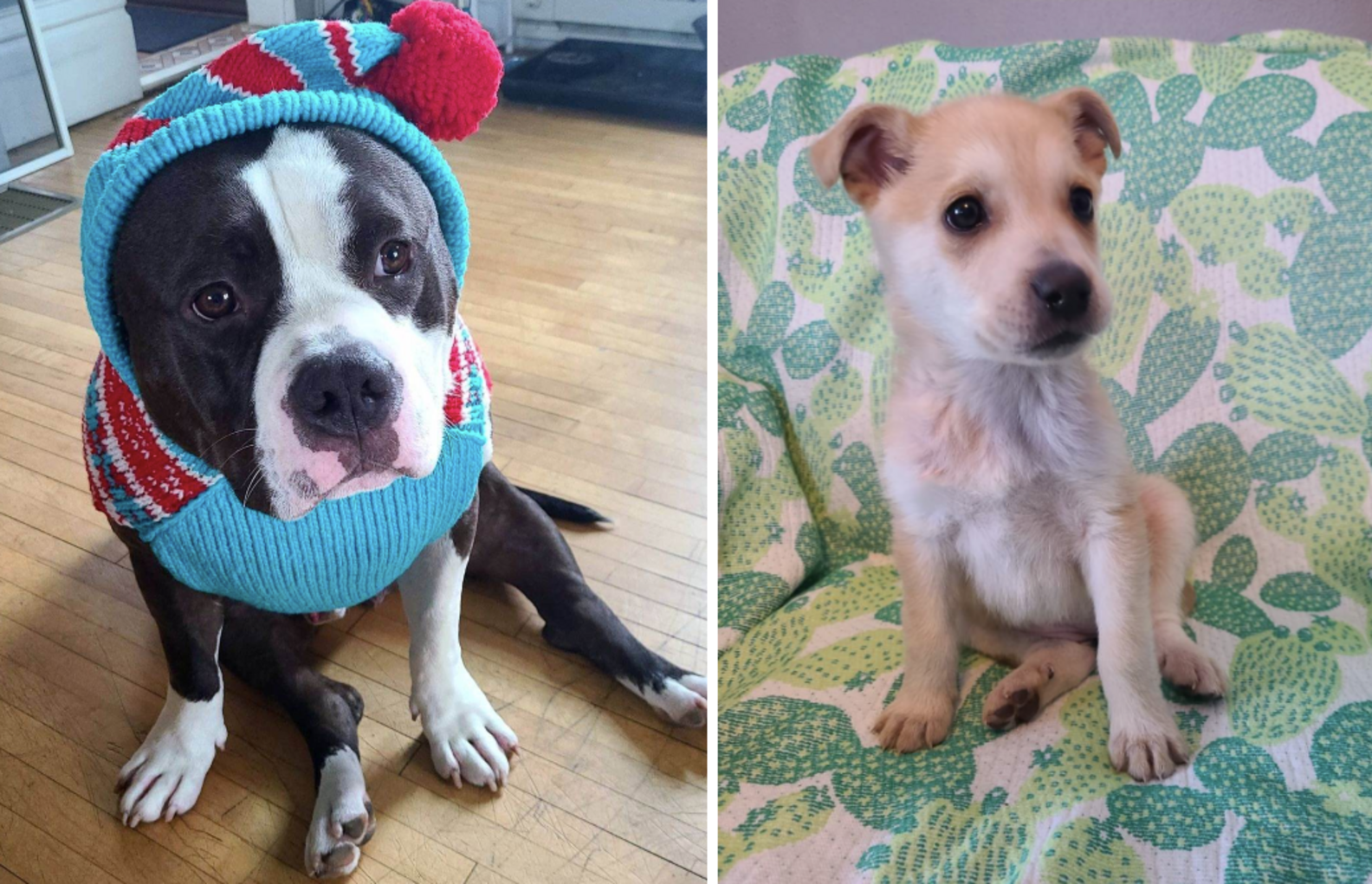 Big-Hearted Dog Has Special Knack For Comforting Scared Foster Puppies ...