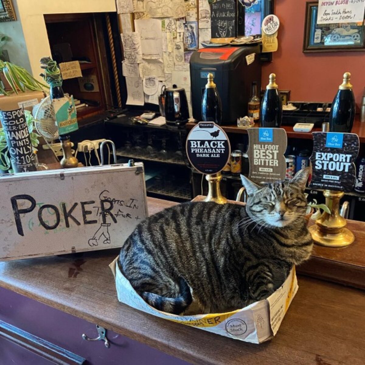 Guy Looking To Start A Business Accidentally Creates City's First Cat ...