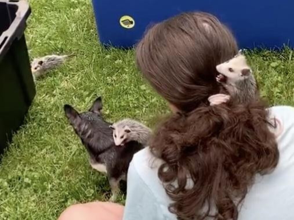 Sweet Senior Dog Makes Sure Orphaned Opossums Don't Grow Up Without ...