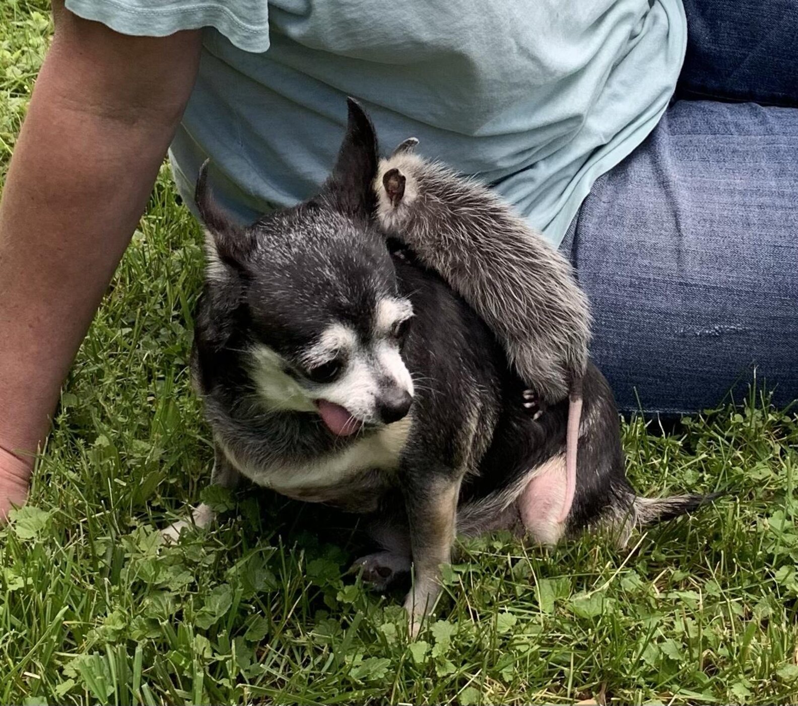 Sweet Senior Dog Makes Sure Orphaned Opossums Don't Grow Up Without ...