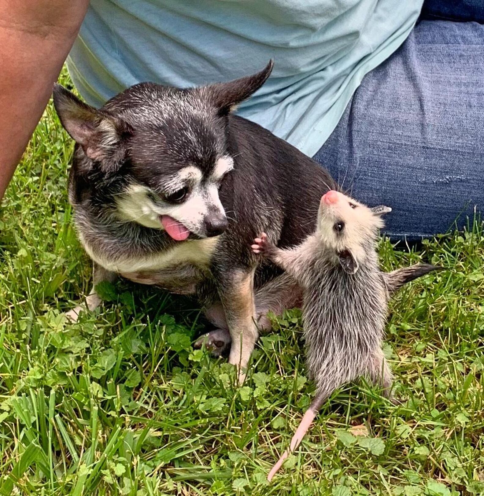 Sweet Senior Dog Makes Sure Orphaned Opossums Don't Grow Up Without ...
