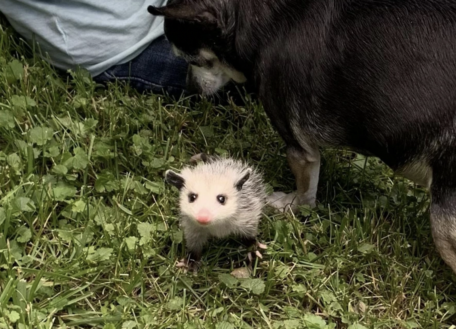Sweet Senior Dog Makes Sure Orphaned Opossums Don't Grow Up Without ...