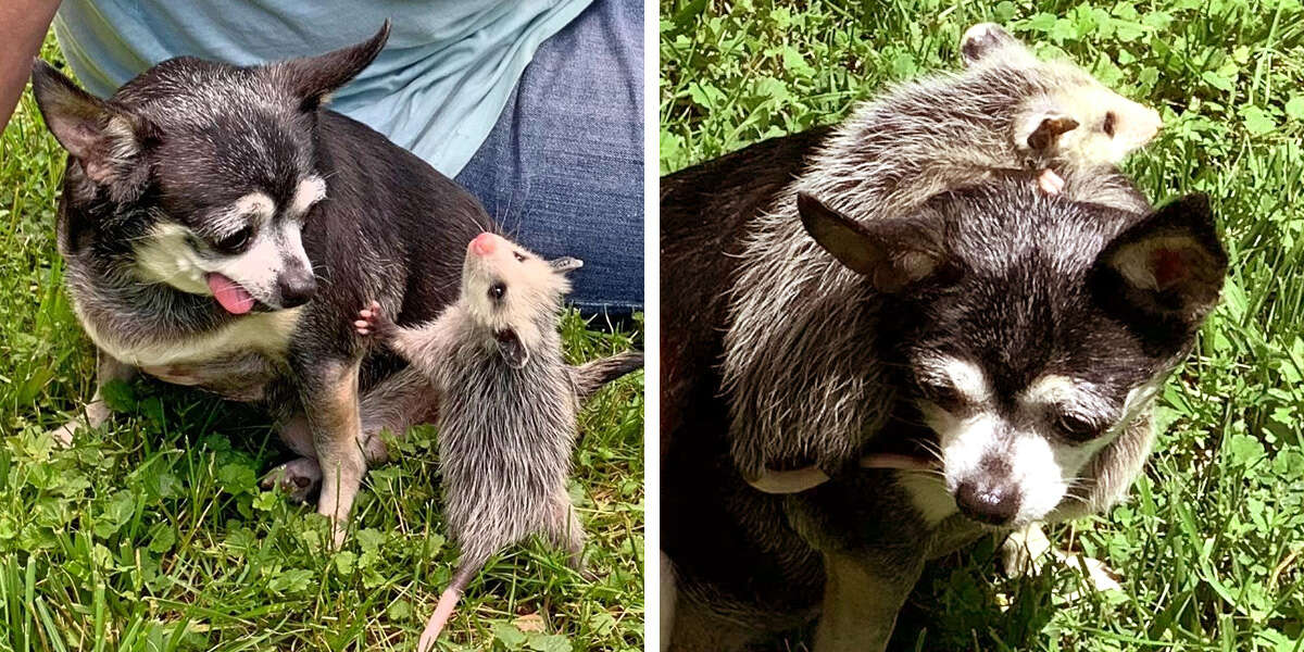 Sweet Senior Dog Makes Sure Orphaned Opossums Don't Grow Up Without ...