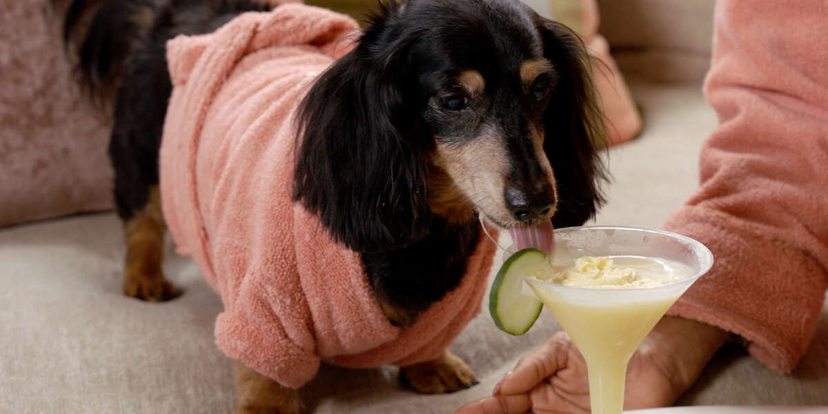 Watch a Dachshund Named Lola Enjoy a Spa Day - Videos - The Dodo