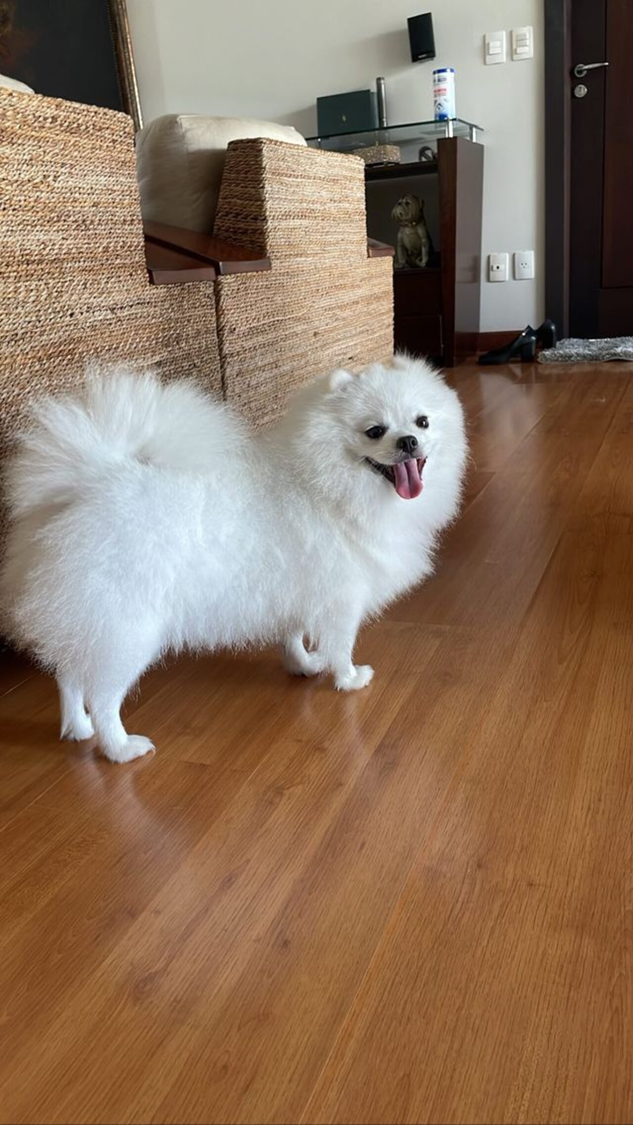 Mom Looks On In Shock As Her Newly-Groomed Pup Finds A Big, Muddy ...