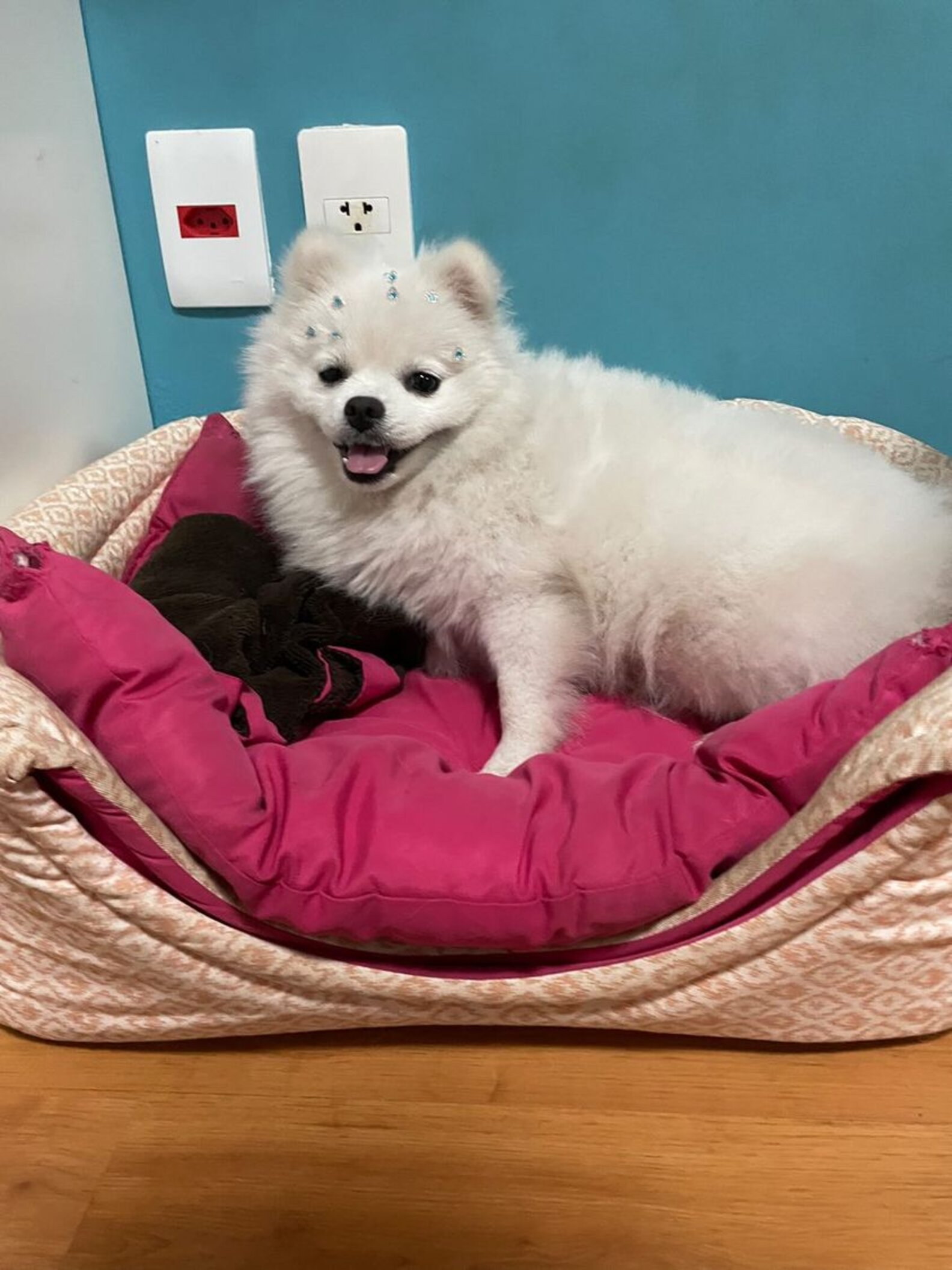 Mom Looks On In Shock As Her Newly-Groomed Pup Finds A Big, Muddy ...