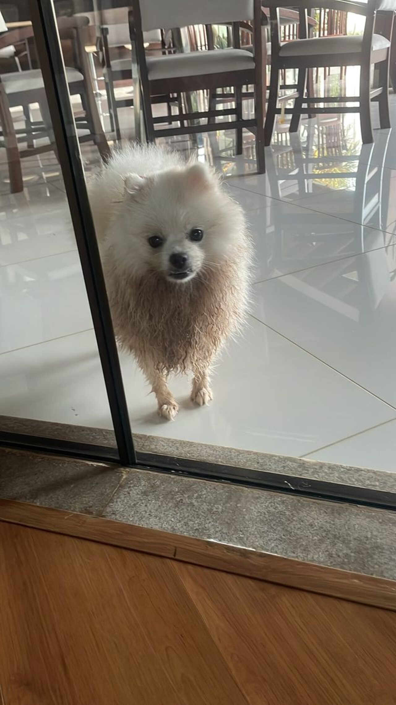 Mom Looks On In Shock As Her Newly-Groomed Pup Finds A Big, Muddy ...