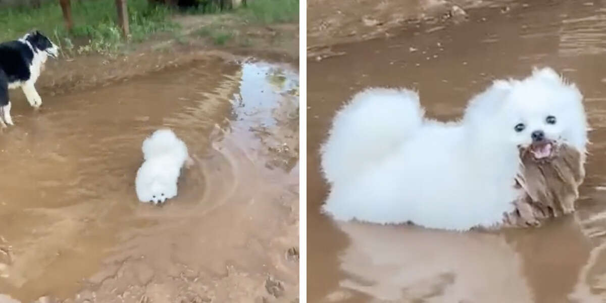 Mom Looks On In Shock As Her Newly-Groomed Pup Finds A Big, Muddy ...